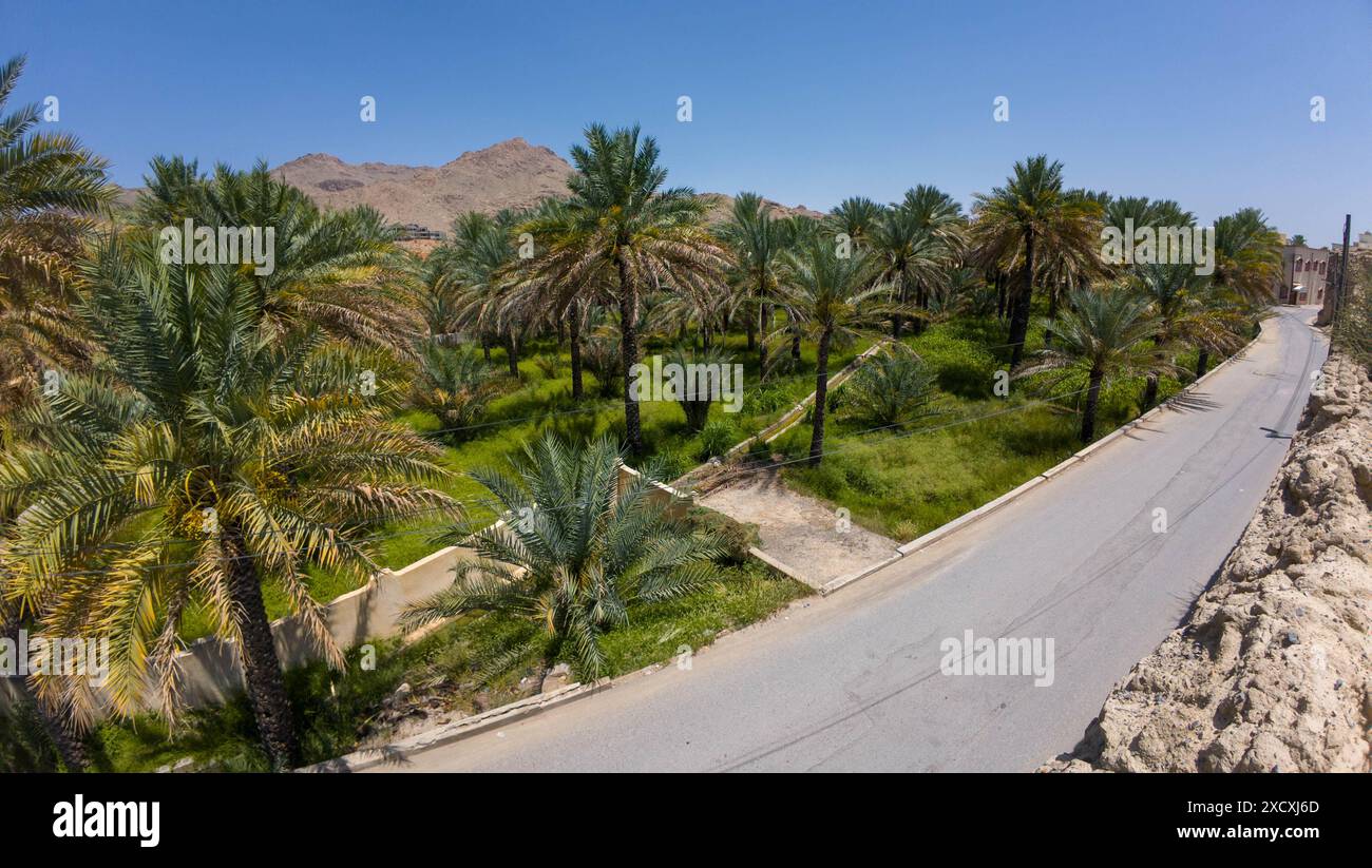 Photography of date tree palm garden and irigation system in Nizwah ...