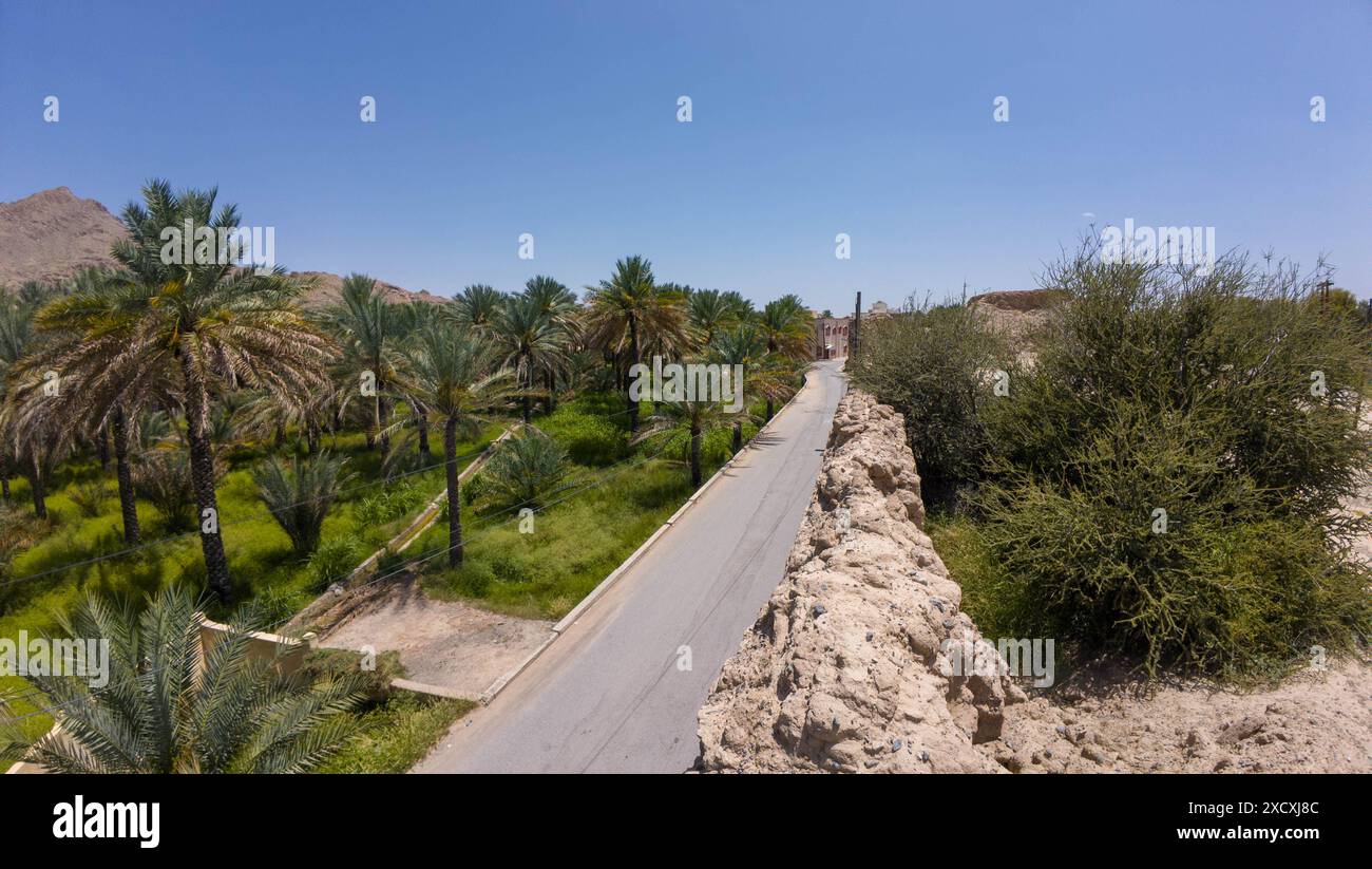 Photography of date tree palm garden in Nizwah, Oman during spring ...