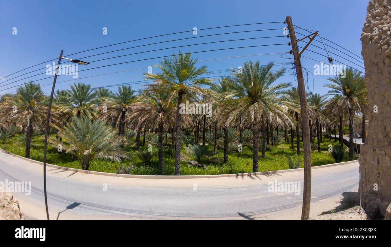 Photography of date tree palm garden in Nizwah, Oman during spring ...