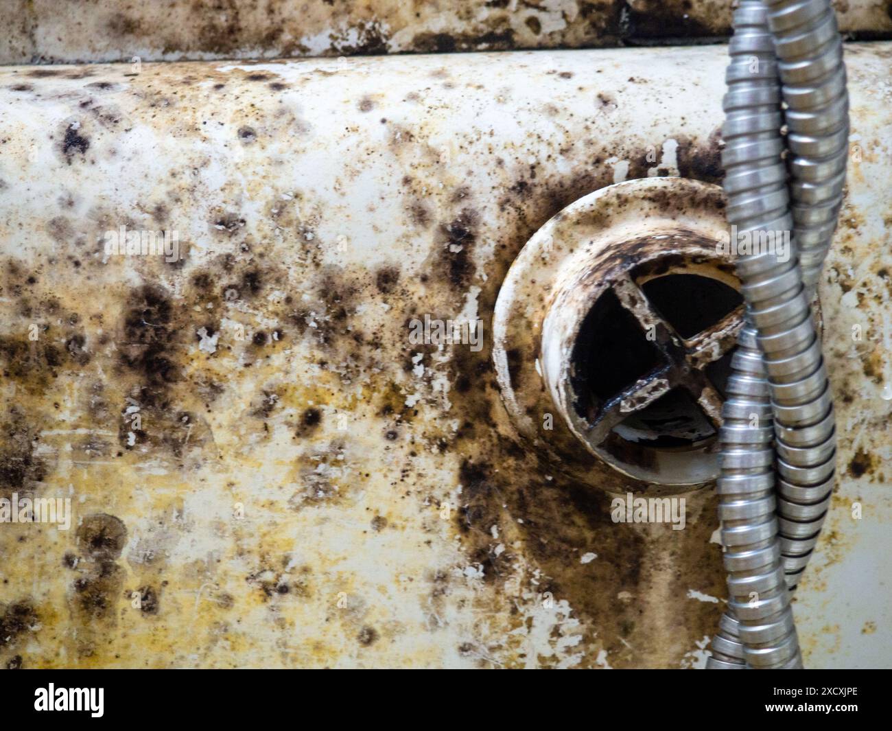Black mold on bathroom enamel. Pathogenic Bacteria. Concept of mold in ...