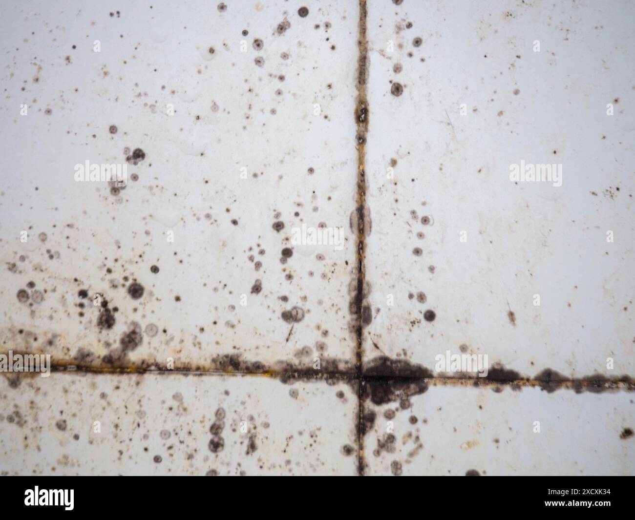 Black mold on bathroom enamel. Pathogenic Bacteria. Concept of mold in ...