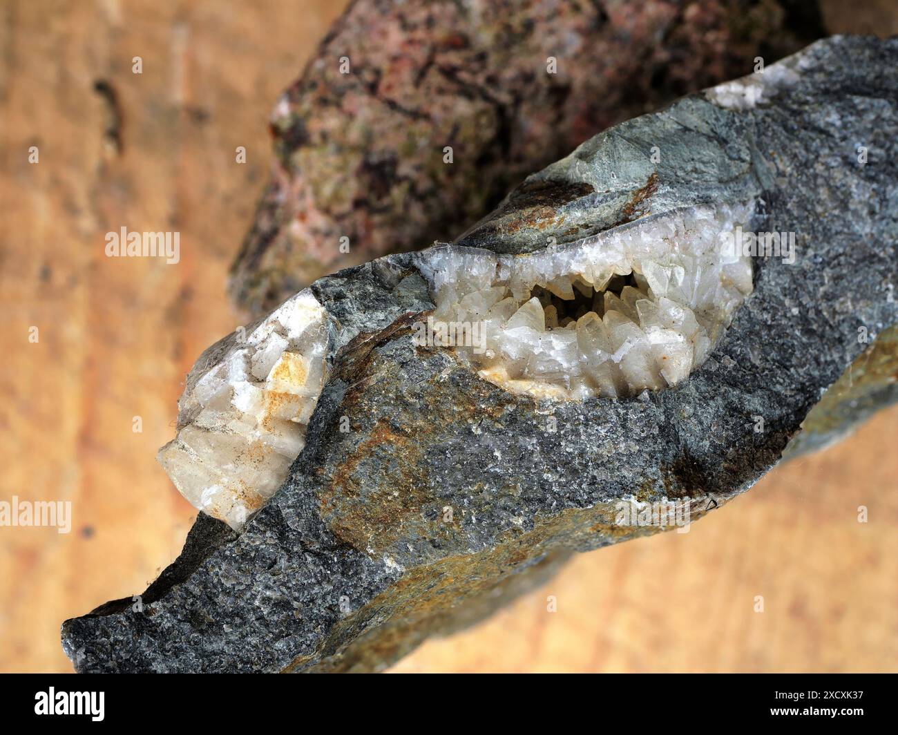 Sea urchin morphology hi-res stock photography and images - Alamy