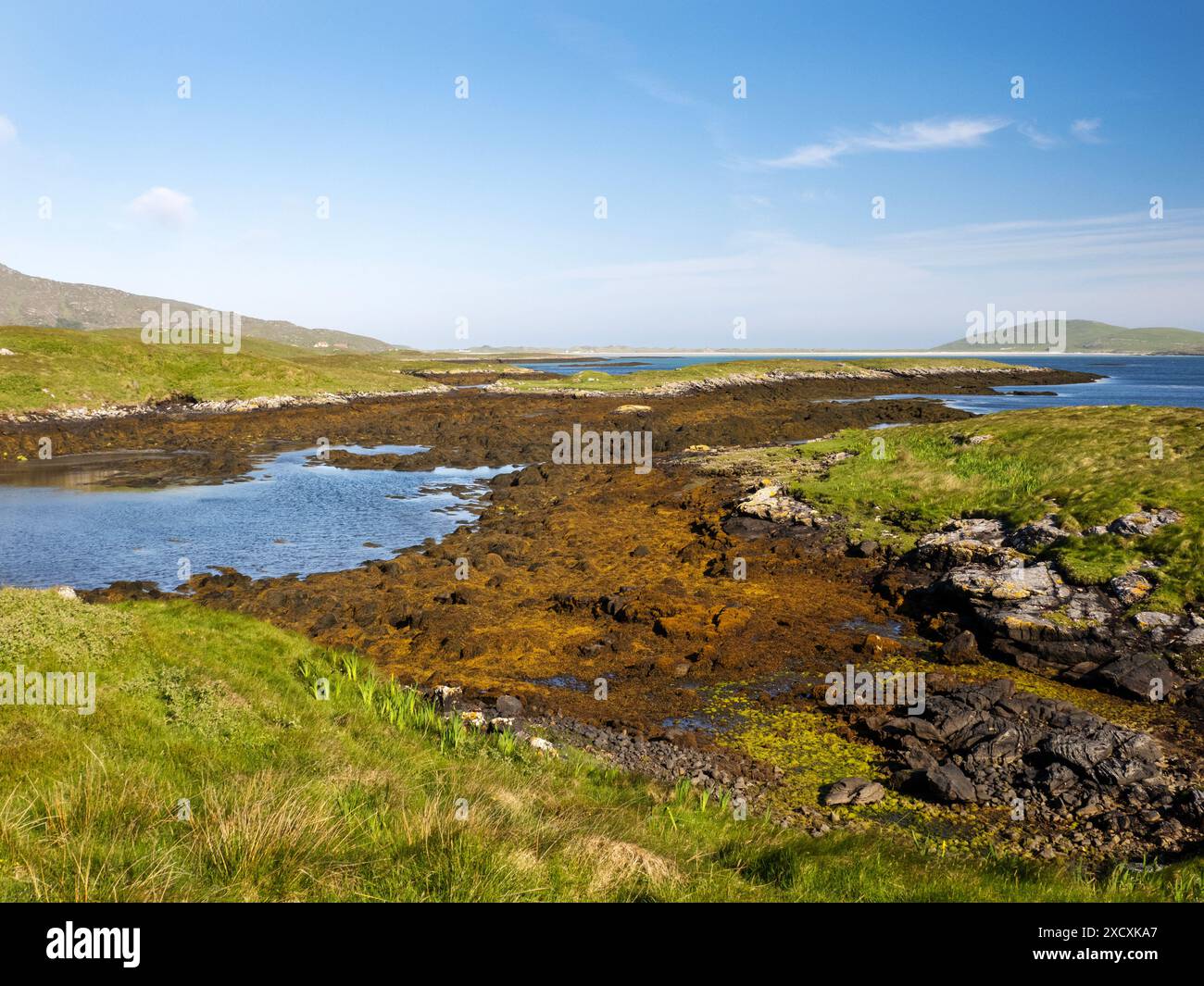 Seaweed on the coast on the Isle of Barra, Outer Hebrides, Scotland, UK ...