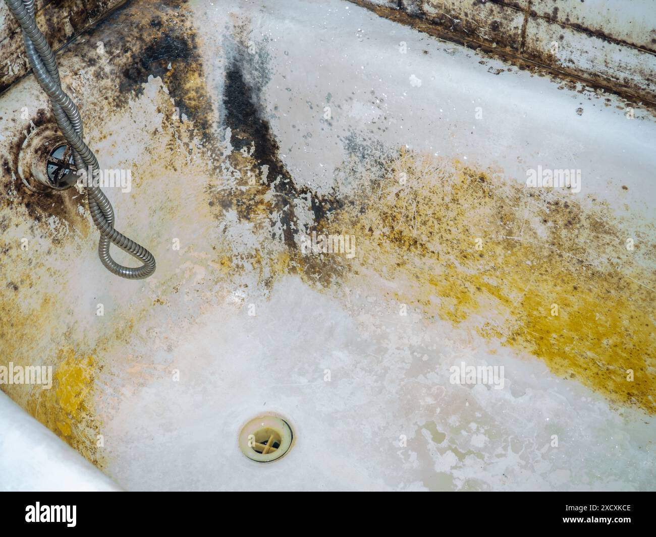 Black mold on bathroom enamel. Pathogenic Bacteria. Concept of mold in ...