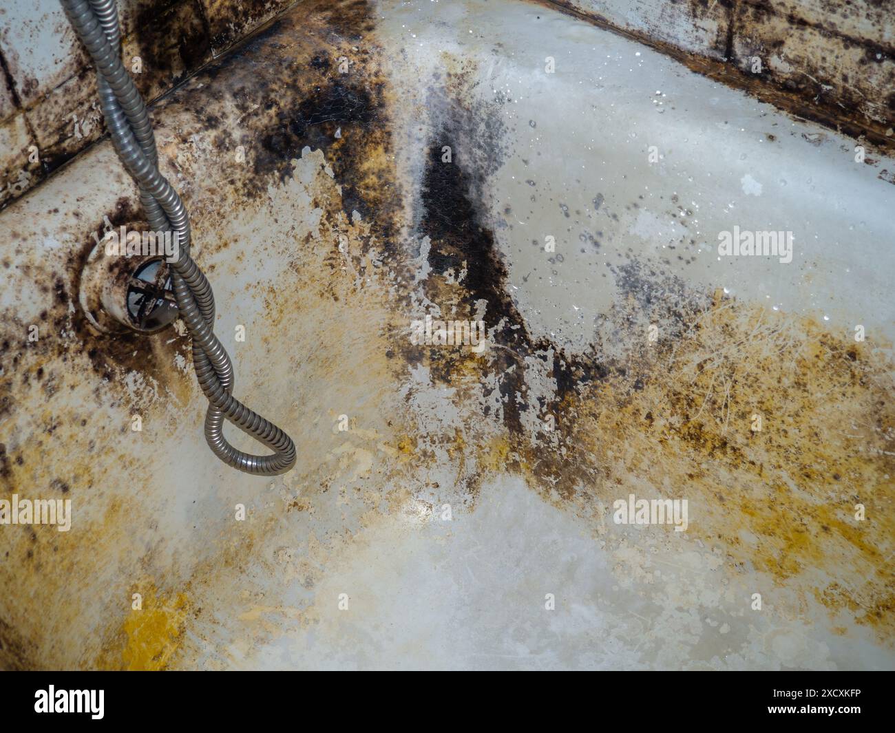 Black mold on bathroom enamel. Pathogenic Bacteria. Concept of mold in ...