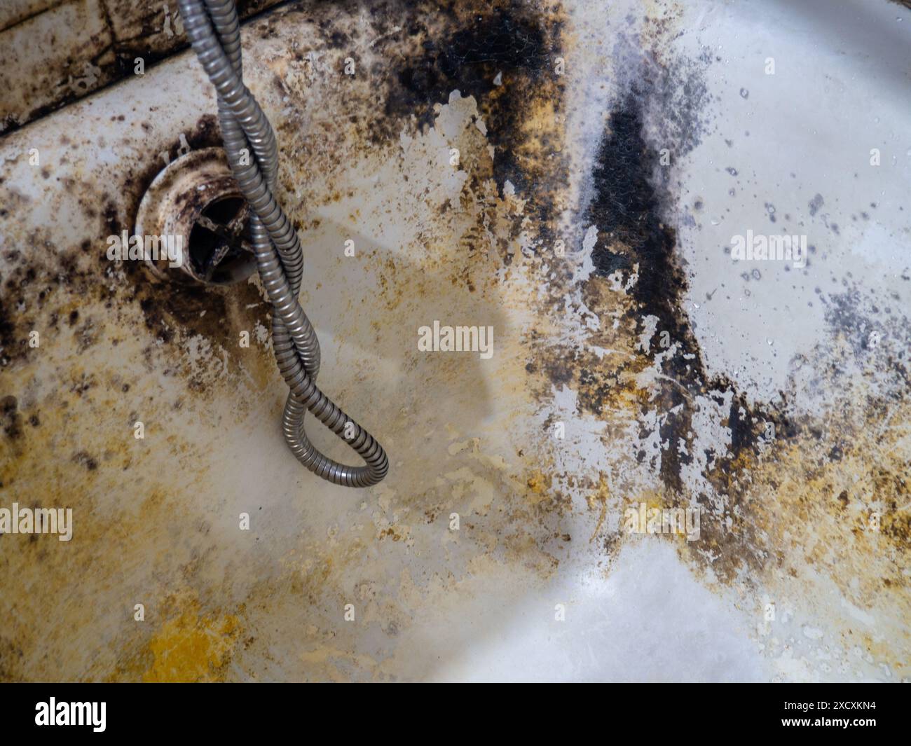 Black mold on bathroom enamel. Pathogenic Bacteria. Concept of mold in ...