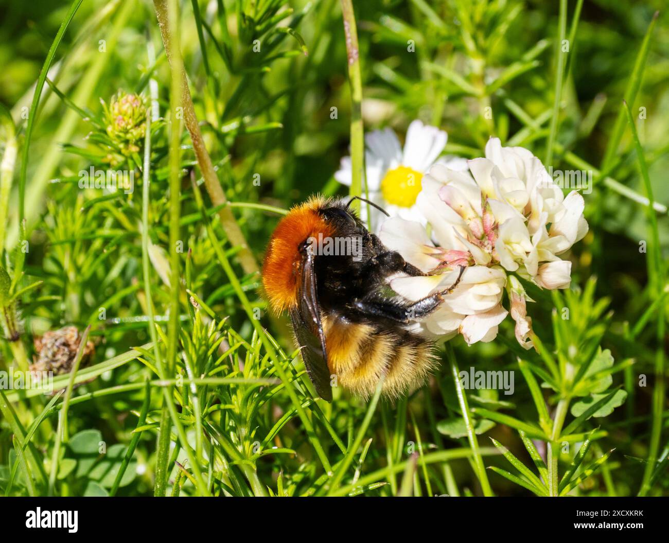Bombus distinguendus and uk hi-res stock photography and images - Alamy