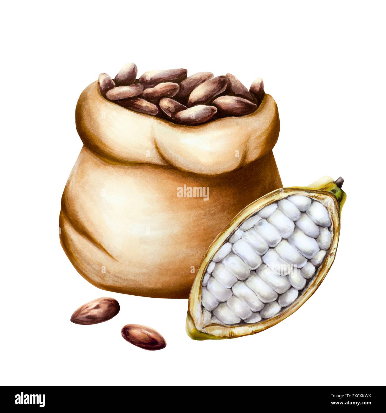 Watercolor composition with open cocoa pod, fruit. Beans in a canvas ...