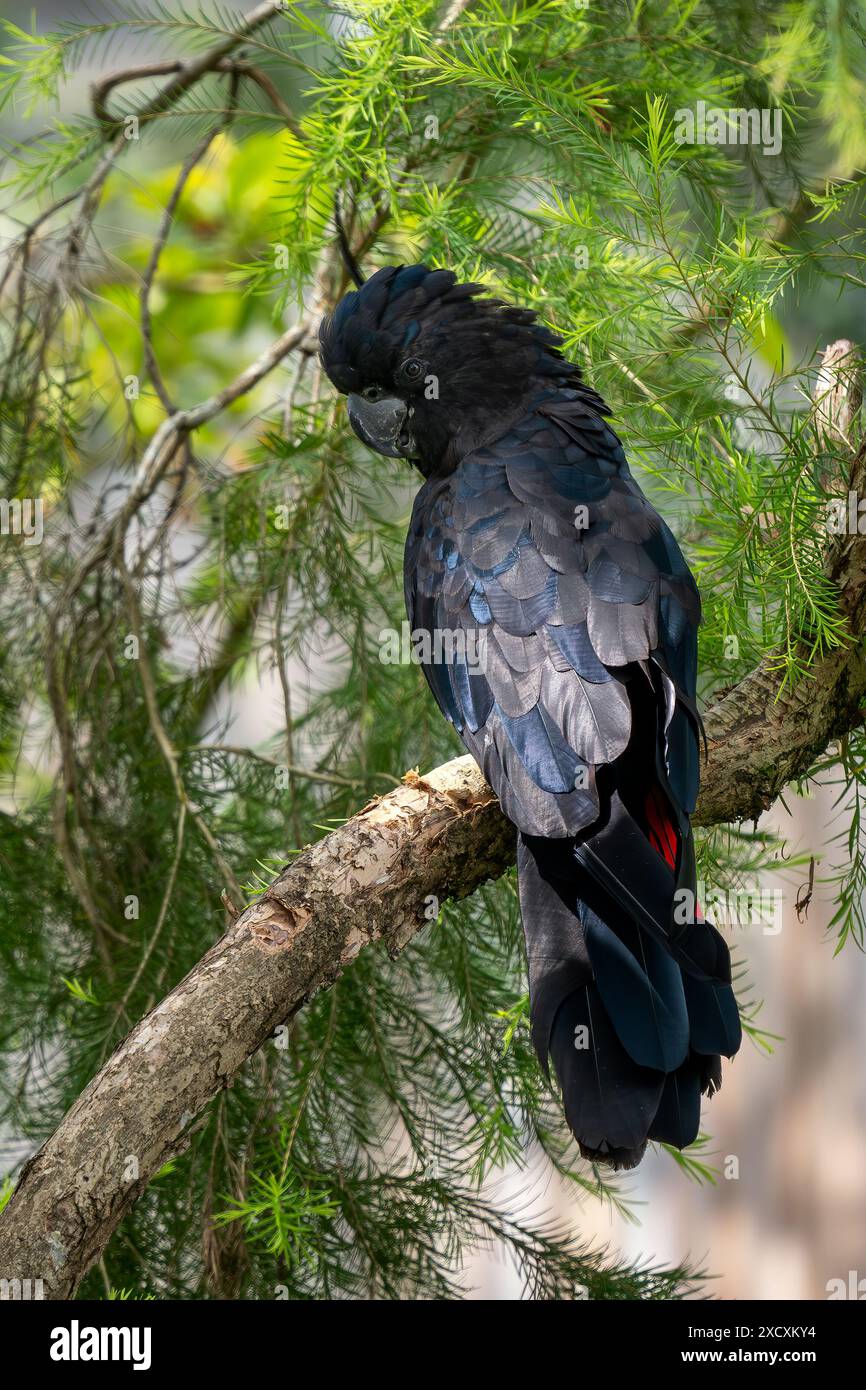 Red-tailed Black Cockatoo - Calyptorhynchus banksii, portrait of ...