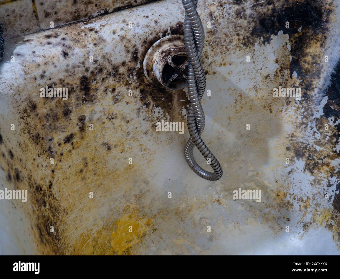 Black mold on bathroom enamel. Pathogenic Bacteria. Concept of mold in ...