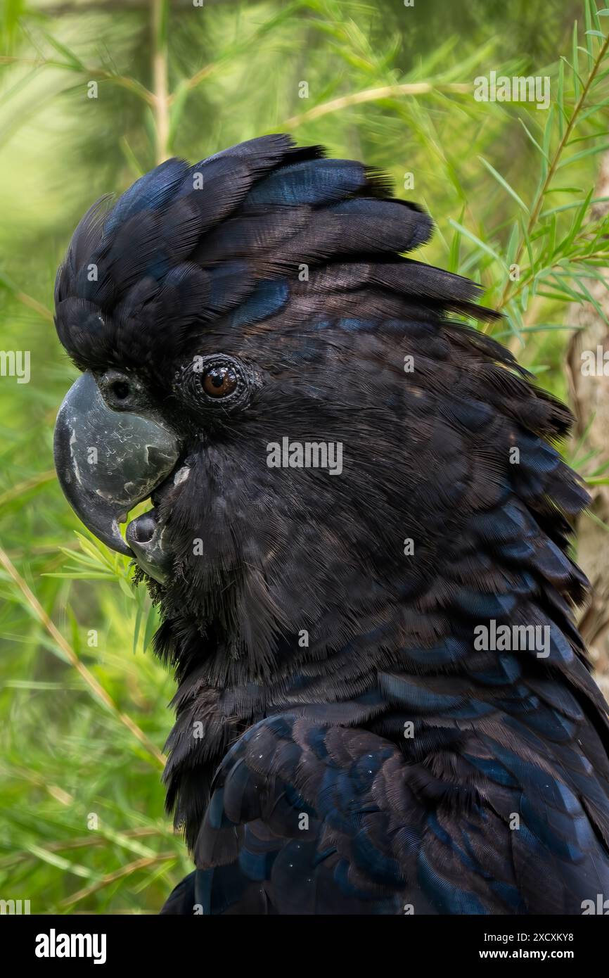 Red-tailed Black Cockatoo - Calyptorhynchus banksii, portrait of ...