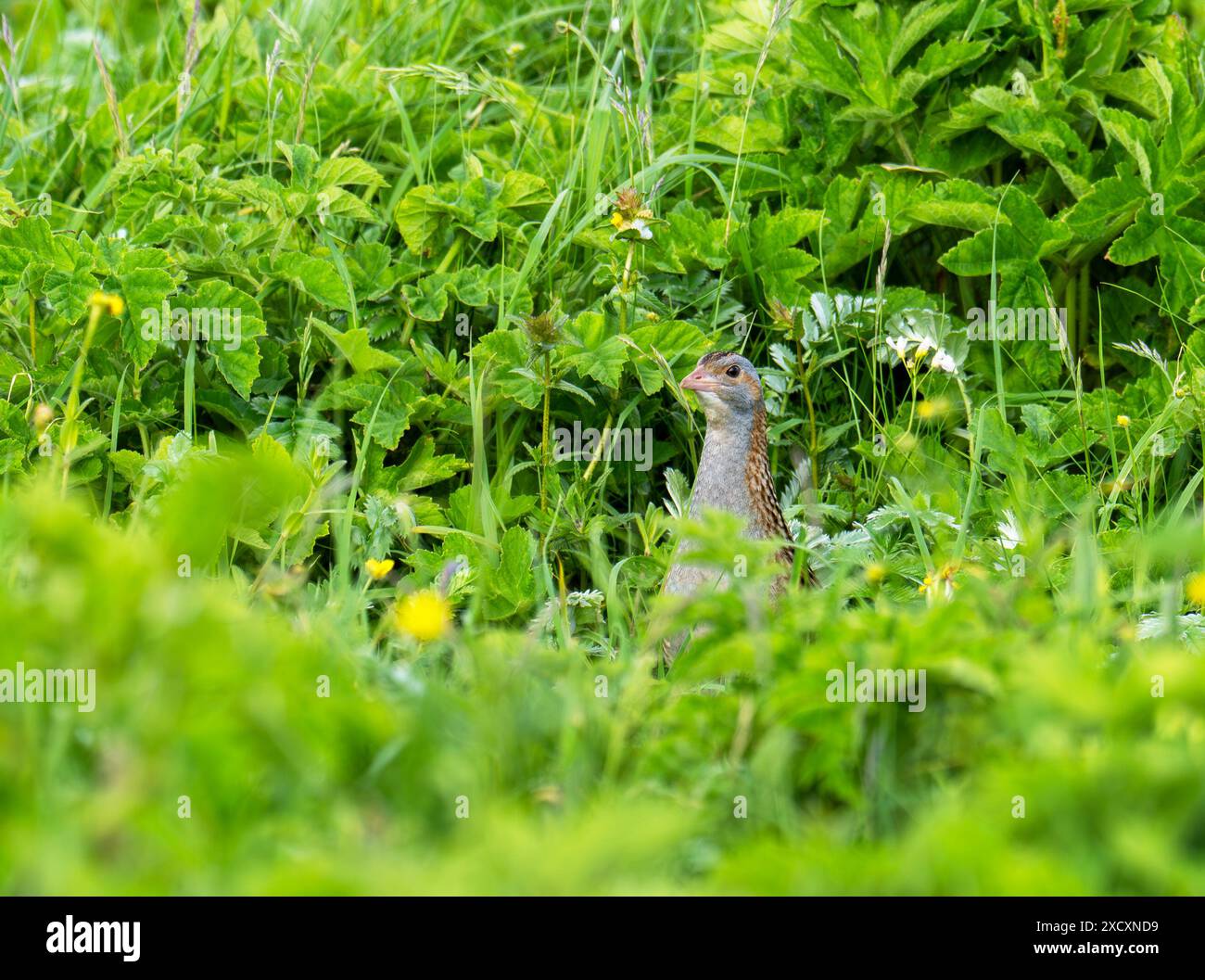 A Corncrake, Crex crex on Barra, Outer Hebrides, Scotland, UK Stock ...