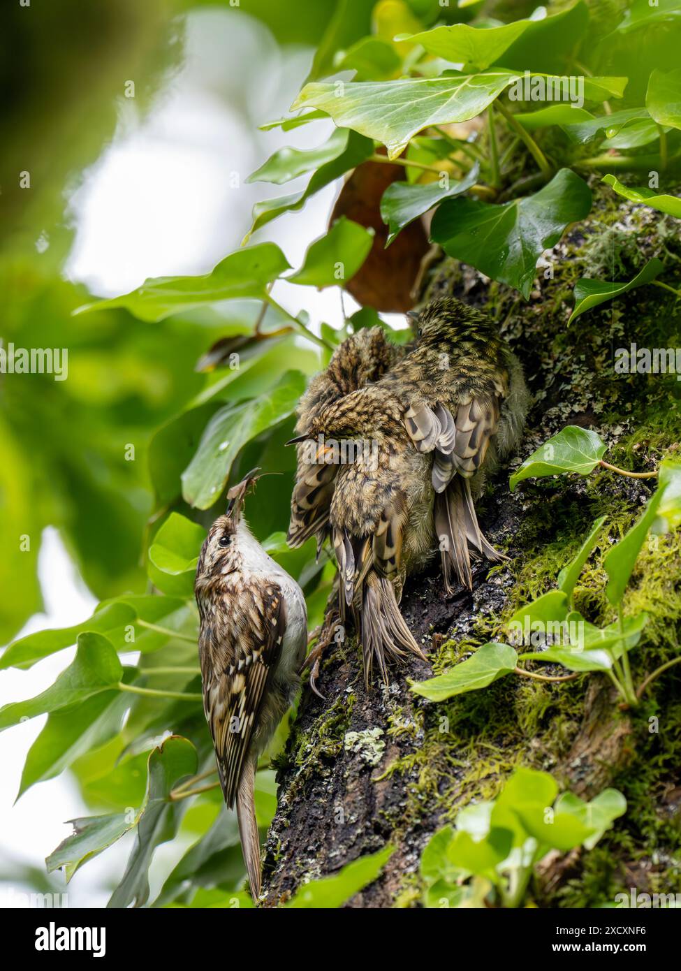 A family of young Treecreeper, Certhia familiaris in Ambleside, Lake ...