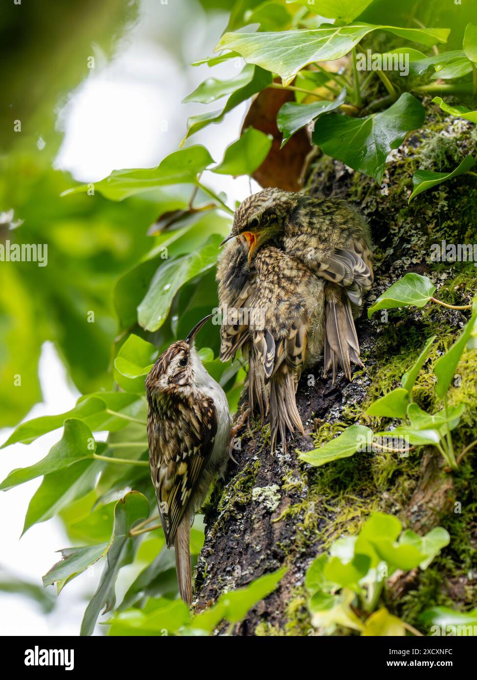 A family of young Treecreeper, Certhia familiaris in Ambleside, Lake ...