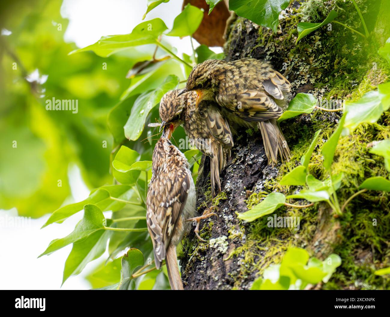 Certhia familiaris fledgling hi-res stock photography and images - Alamy
