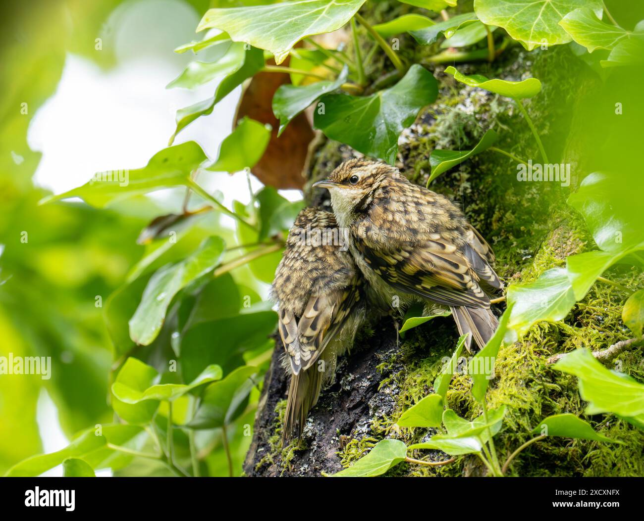 Certhia familiaris fledgling hi-res stock photography and images - Alamy