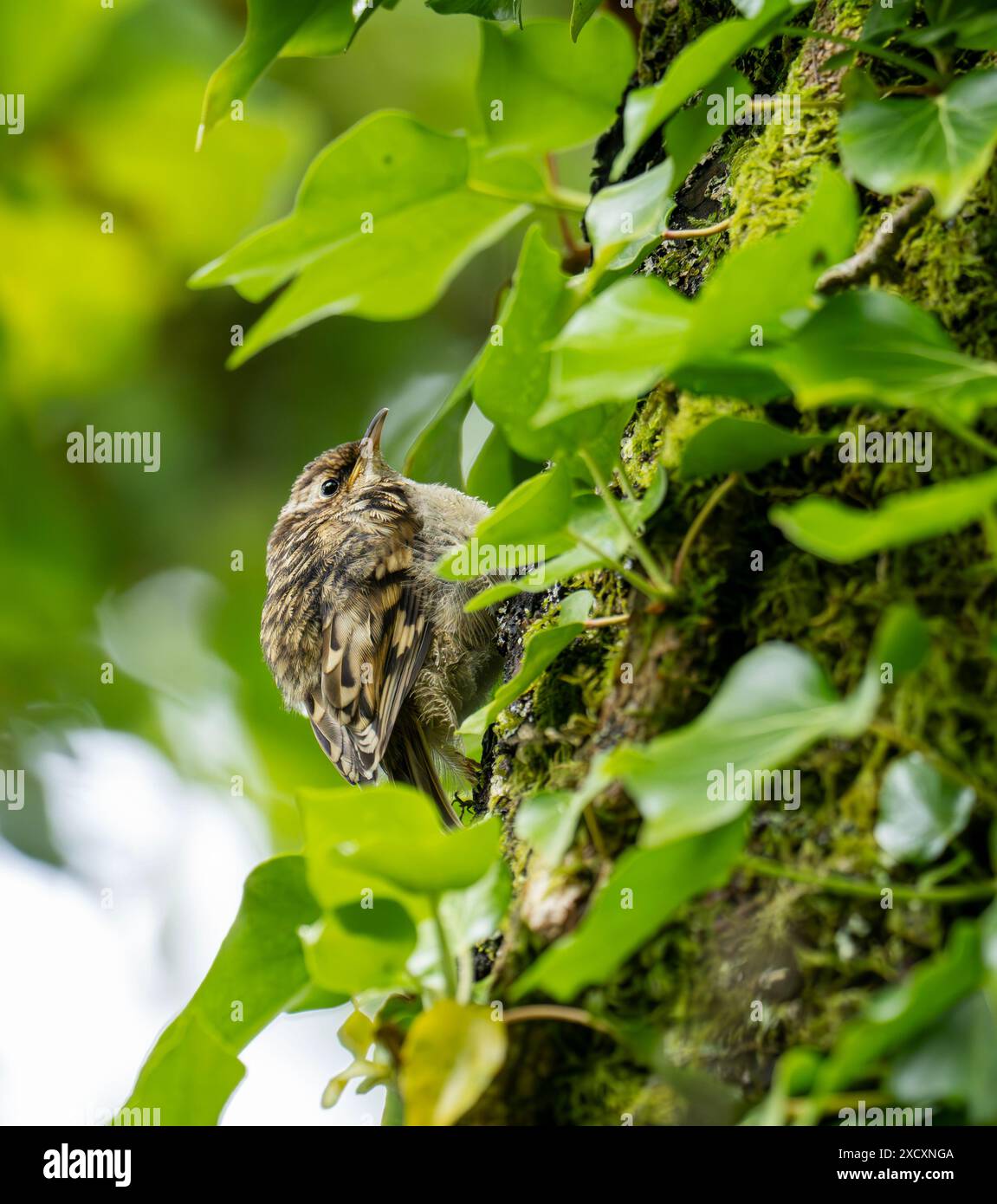 Certhia familiaris fledgling hi-res stock photography and images - Alamy