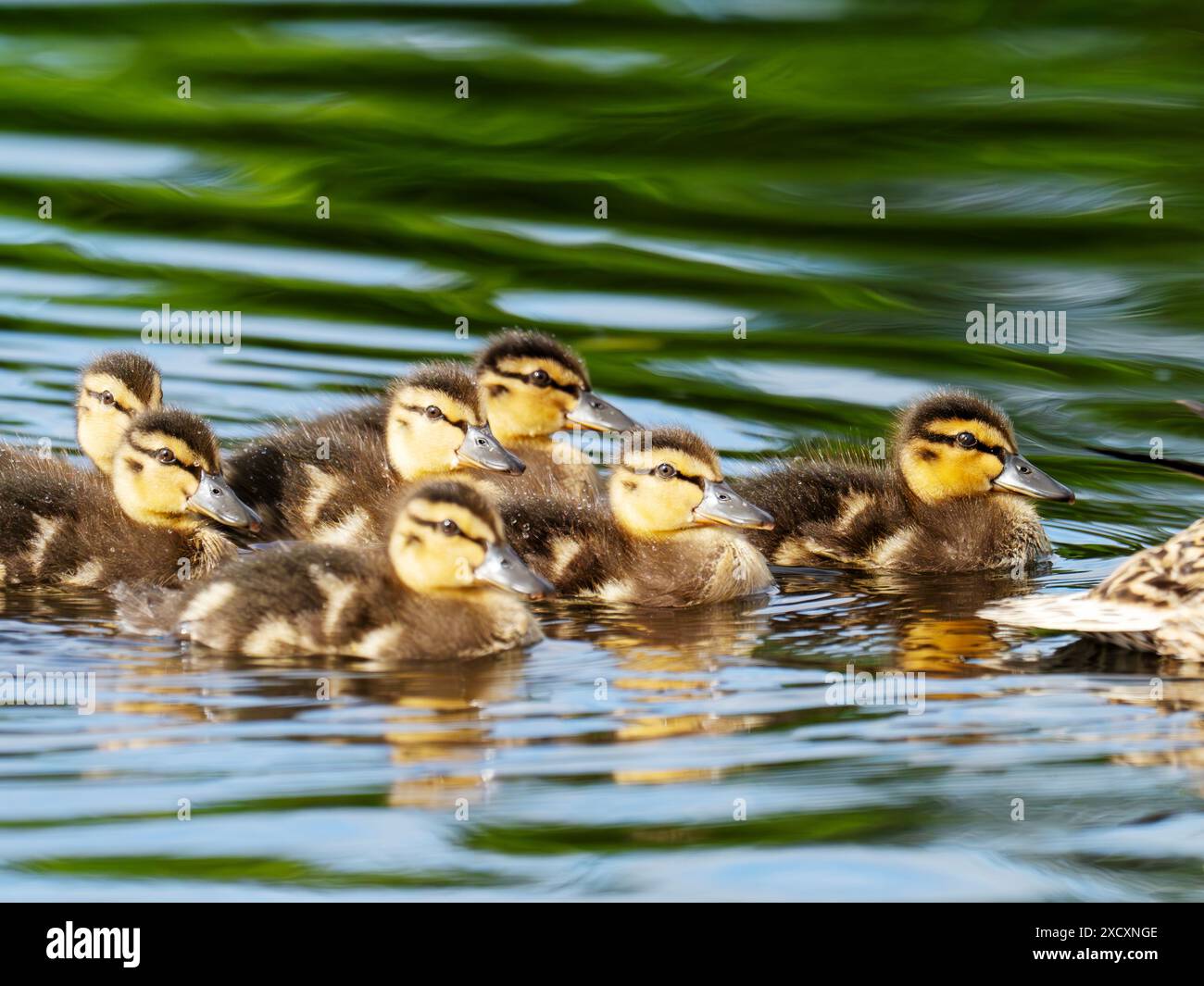 A female Mallard, Anas platyrhynchos with a brood of ducklings on the ...
