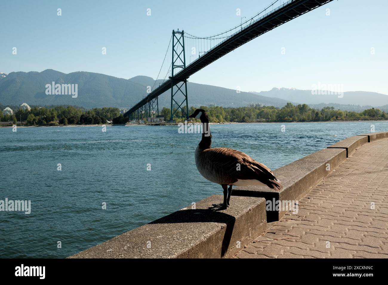 A Canadian goose by the water with a view of the Lions Gate Bridge and ...