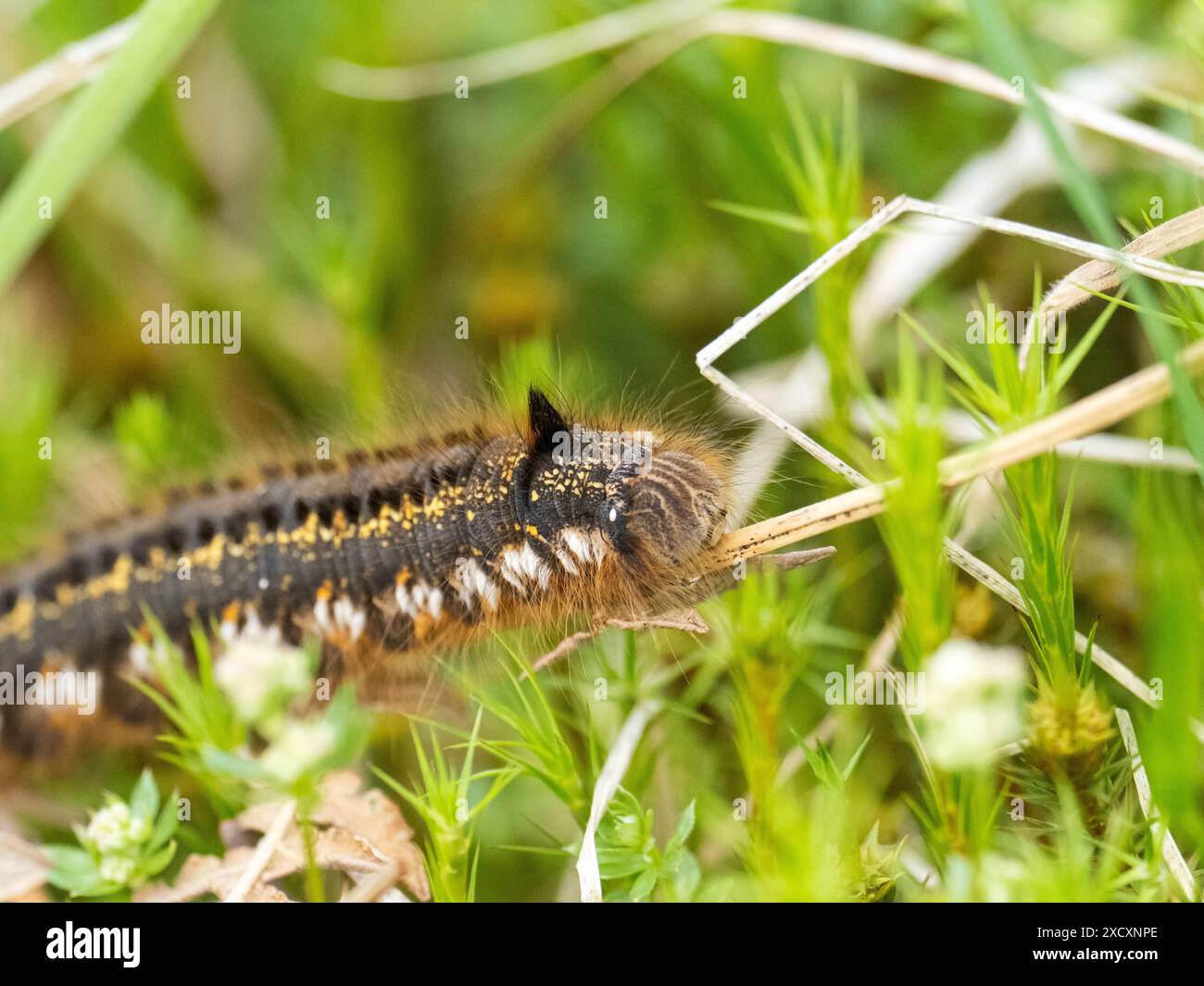 A Drinker Moth caterpillar (Euthrix potatoria) in Ambleside, Lake ...