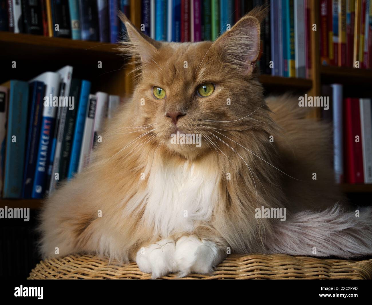 A close-up of a Maine Coon Cat sitting in a library Stock Photo - Alamy