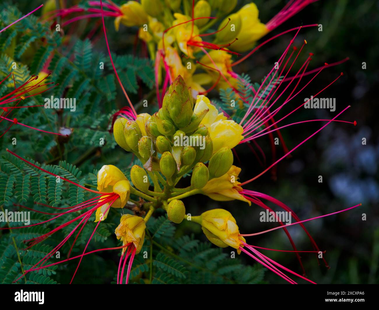 A close-up of a Peacock bush (Caesalpinia pulcherrima Stock Photo - Alamy