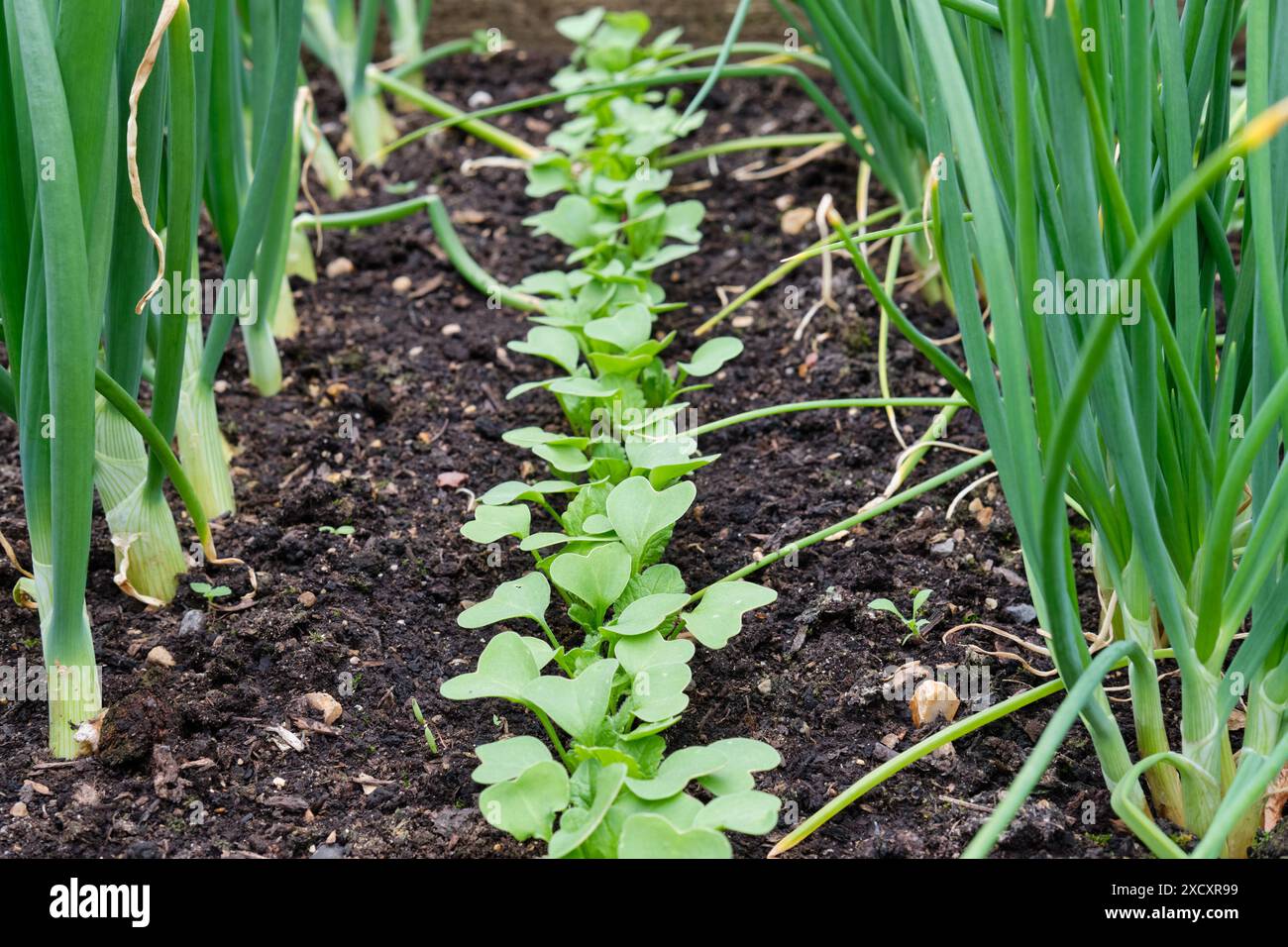 Radish Rudi plants growing in a raised bed vegetable garden, UK Stock ...