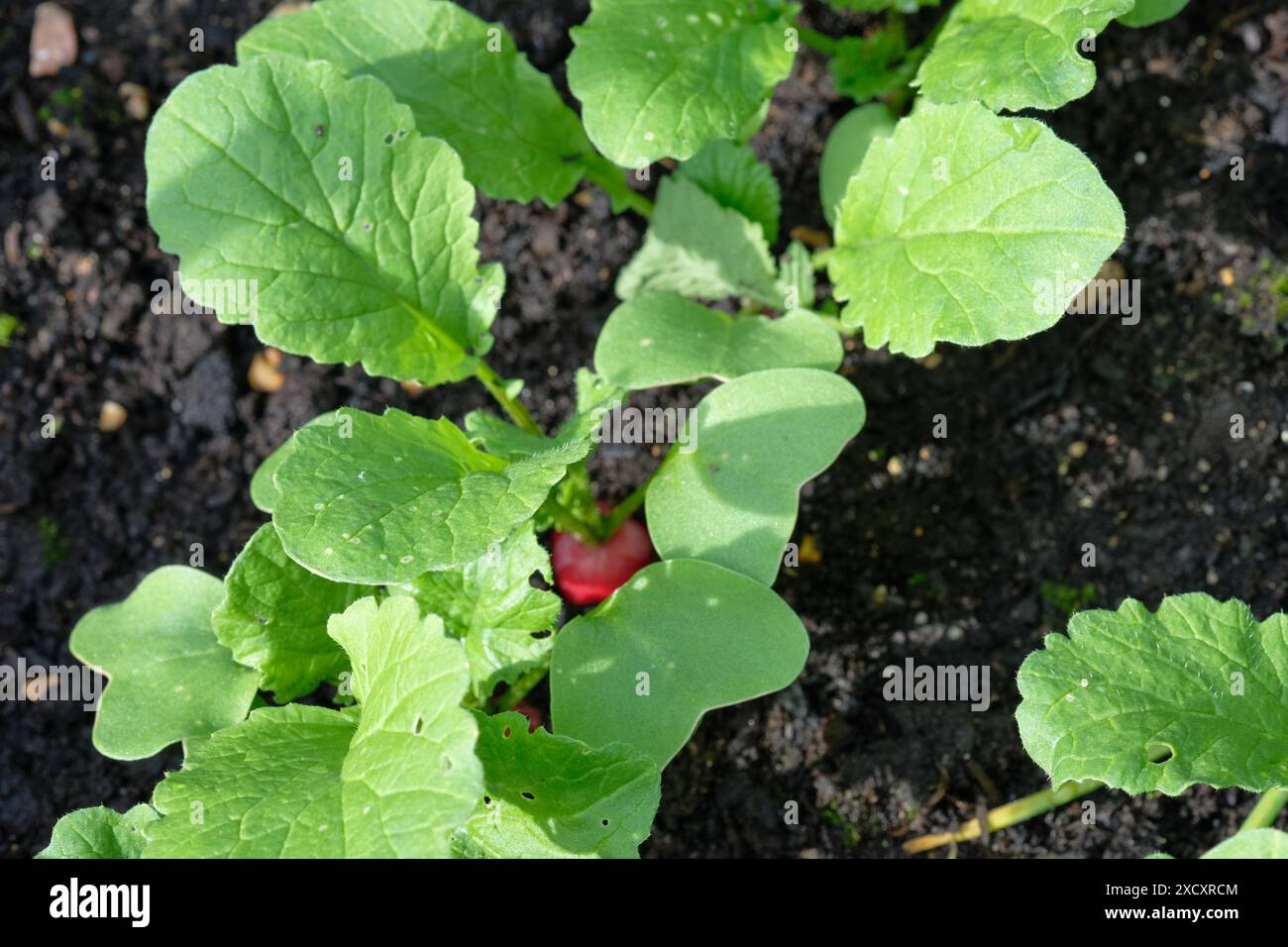 Radish Rudi plants growing in a raised bed vegetable garden, UK Stock ...