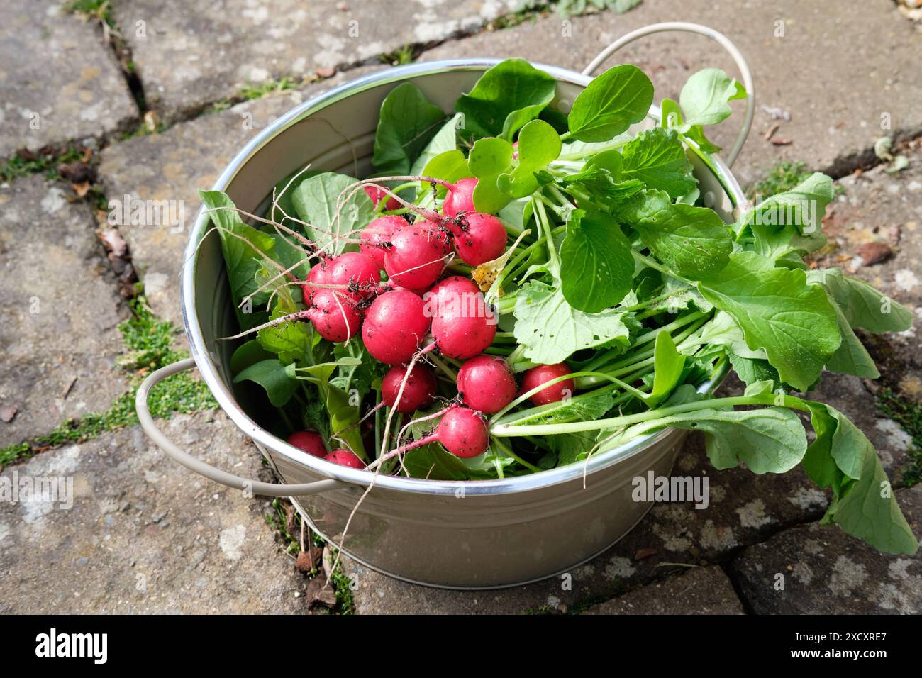 Radish Rudi plants freshly harvested from a raised bed vegetable garden ...