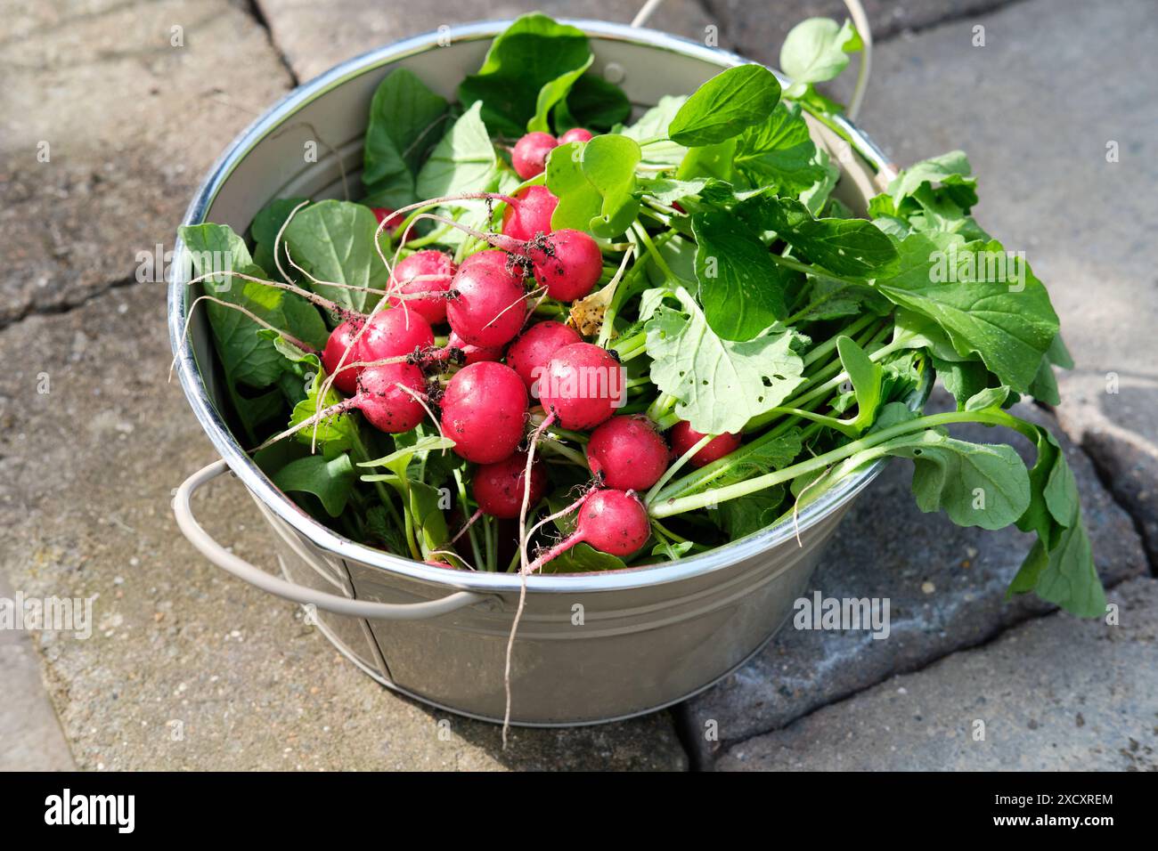 Radish Rudi plants freshly harvested from a raised bed vegetable garden ...