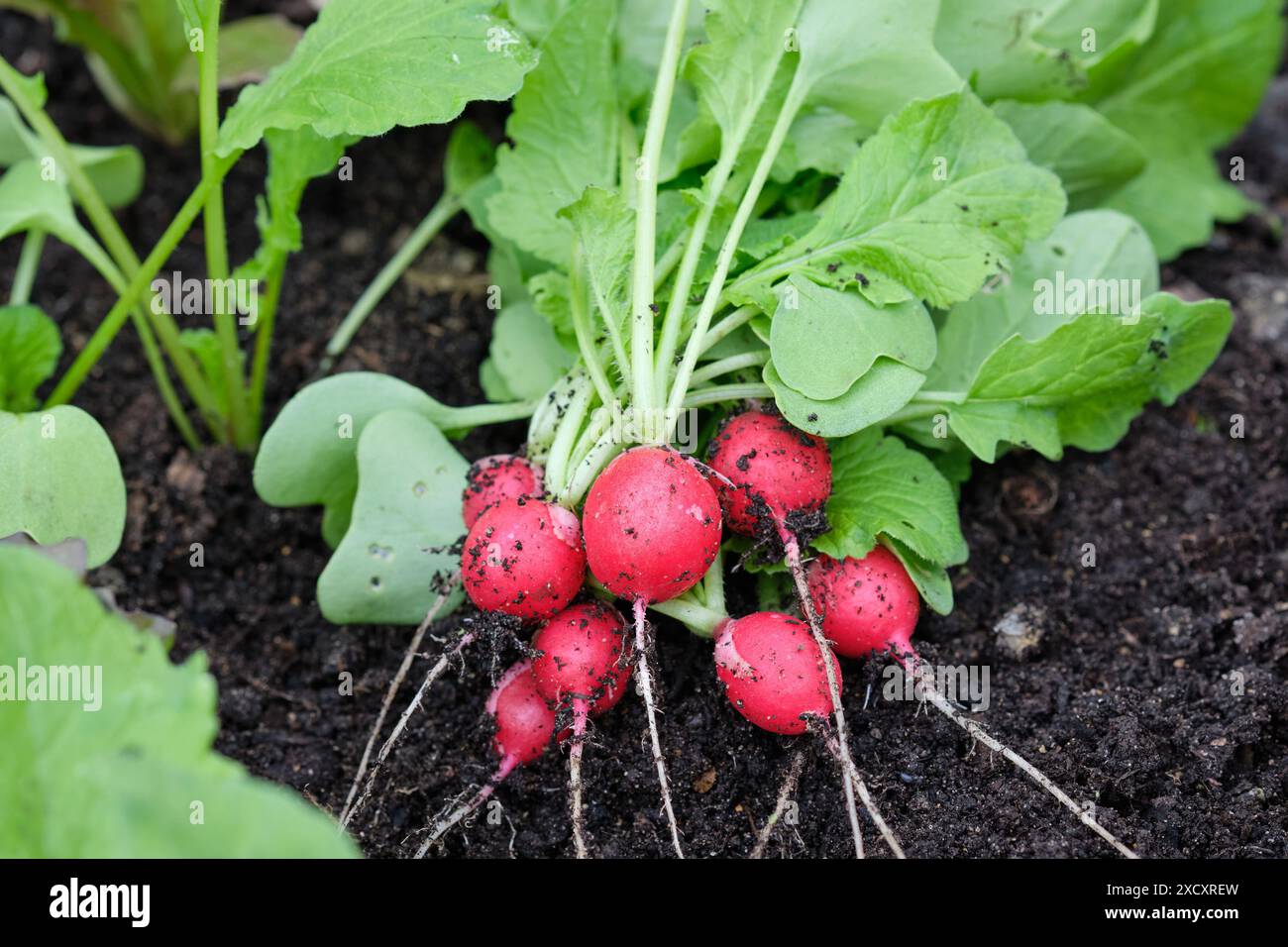 Radish Rudi plants freshly harvested from a raised bed vegetable garden ...