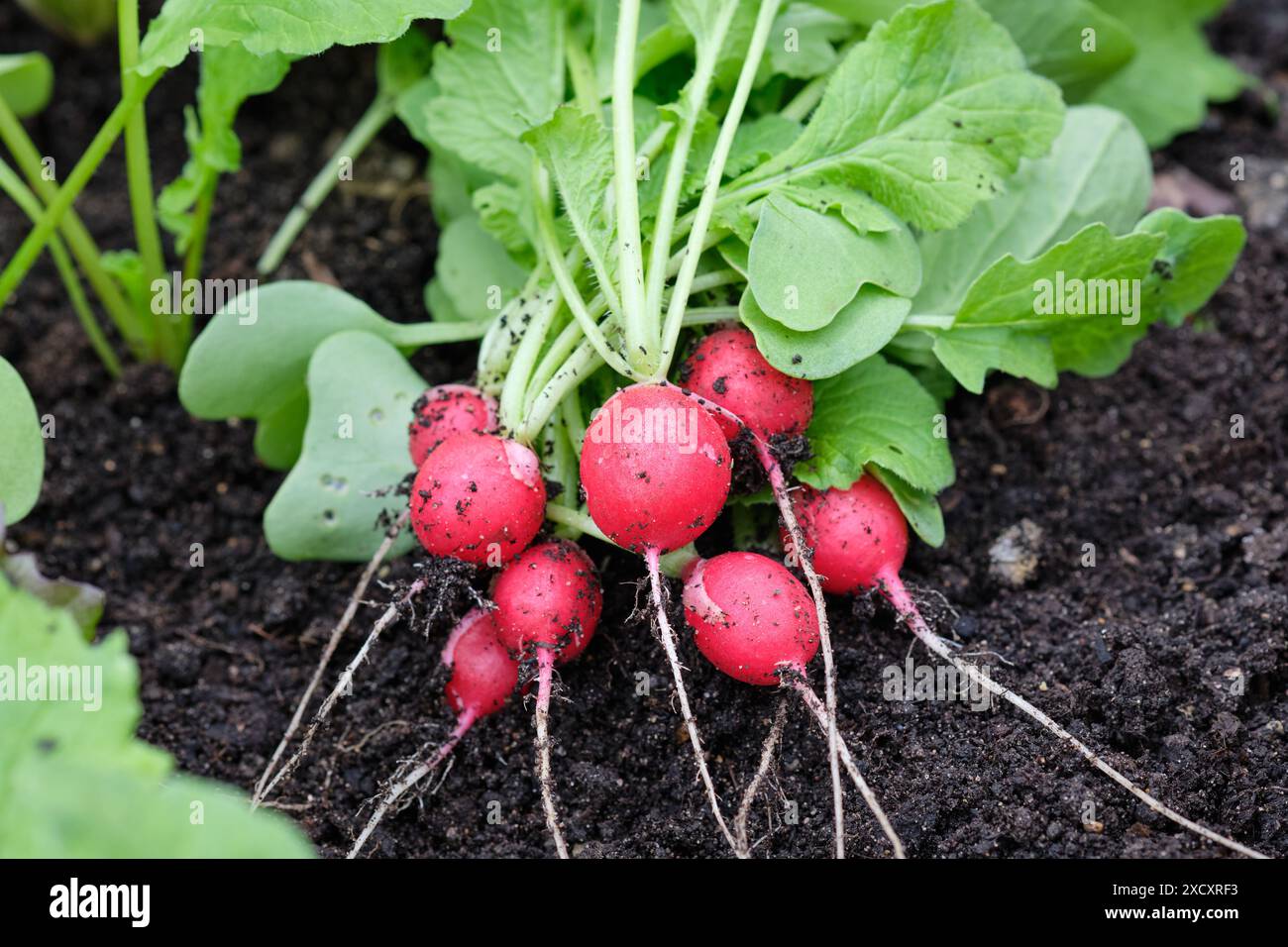 Radish Rudi plants freshly harvested from a raised bed vegetable garden ...