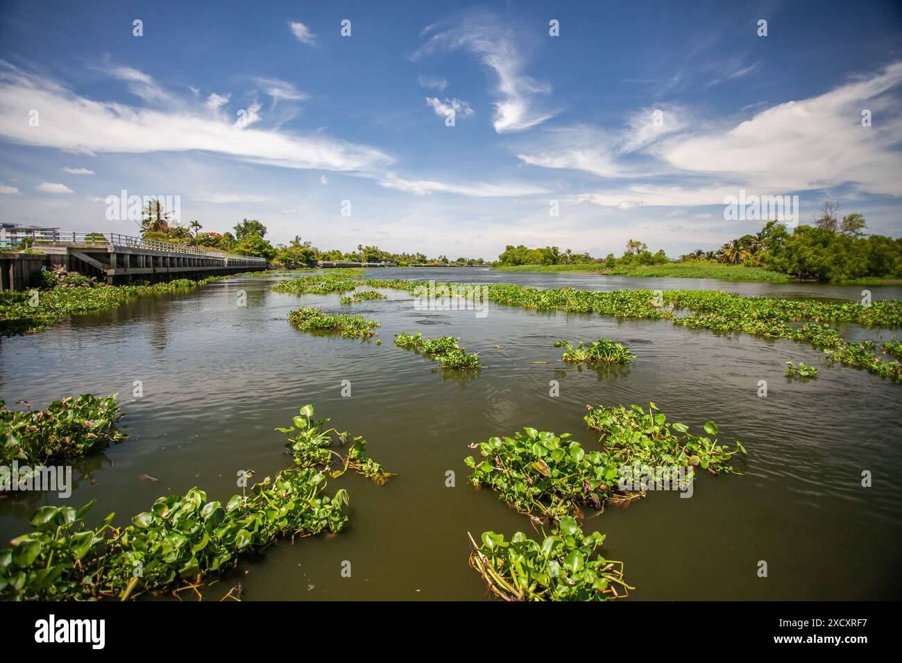 The river Sao. water lettuce, pistia stratiotes Stock Photo - Alamy