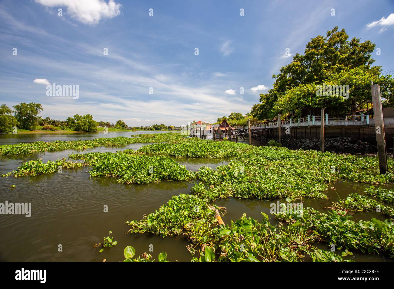 The river Sao. water lettuce, pistia stratiotes Stock Photo - Alamy