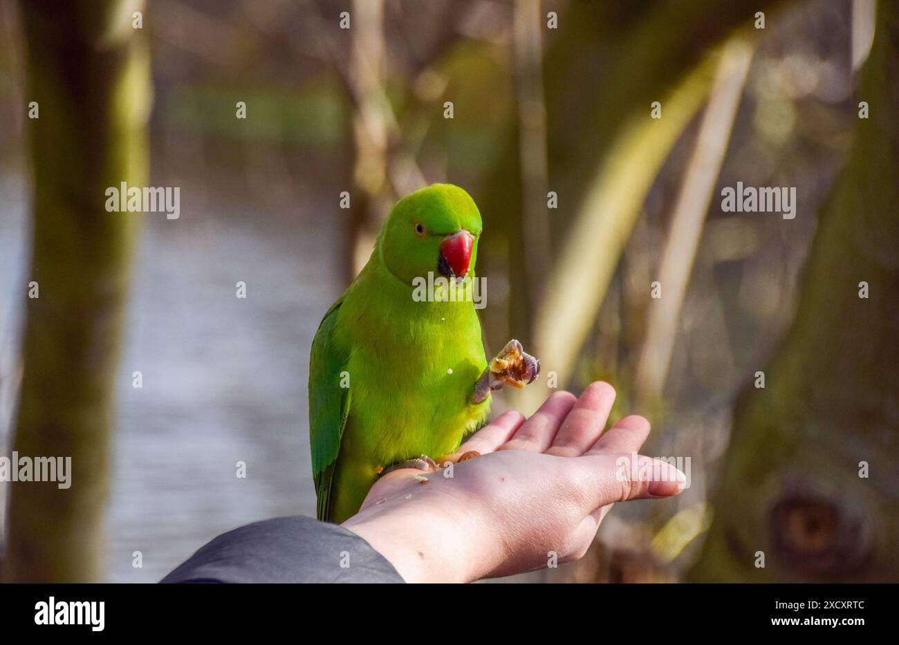 London, UK. 2022. A ring-necked parakeet, also known as a rose-ringed ...