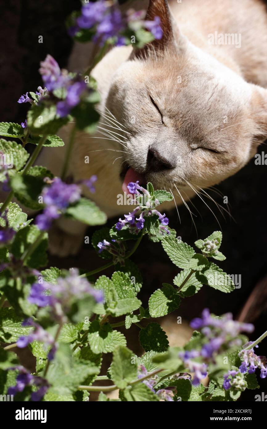Lilac tortie burmese cat enjoying catmint (Nepeta), the nepetalactone ...