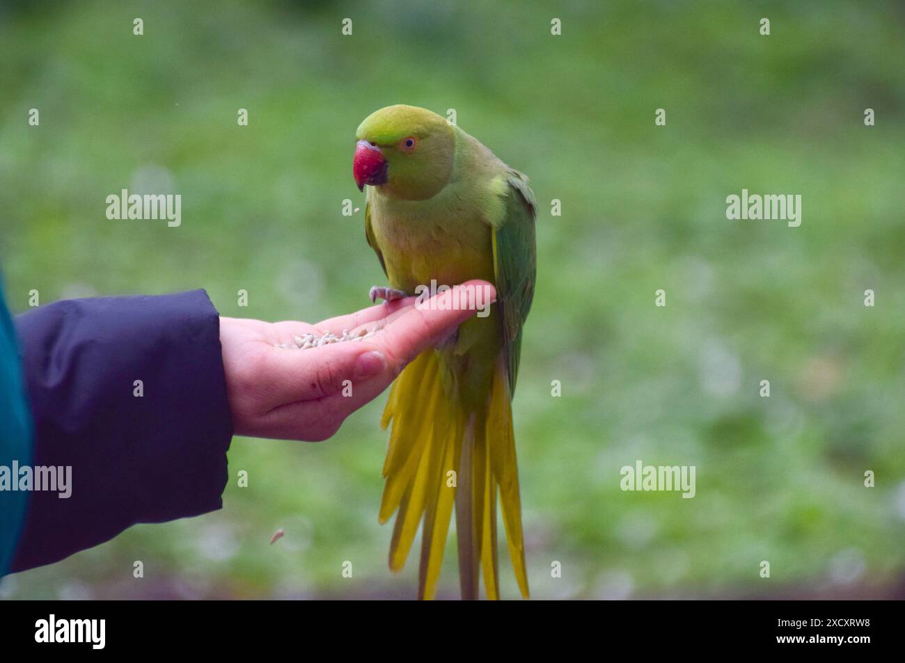 London, UK, March 2024. A ring-necked parakeet, also known as a rose ...
