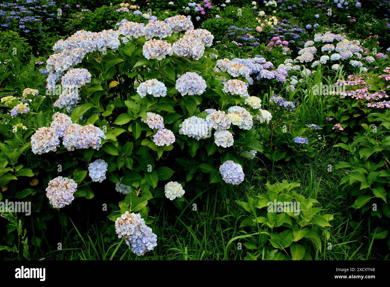 A vibrant garden filled with blooming hydrangeas in various shades of blue, pink, and white ...