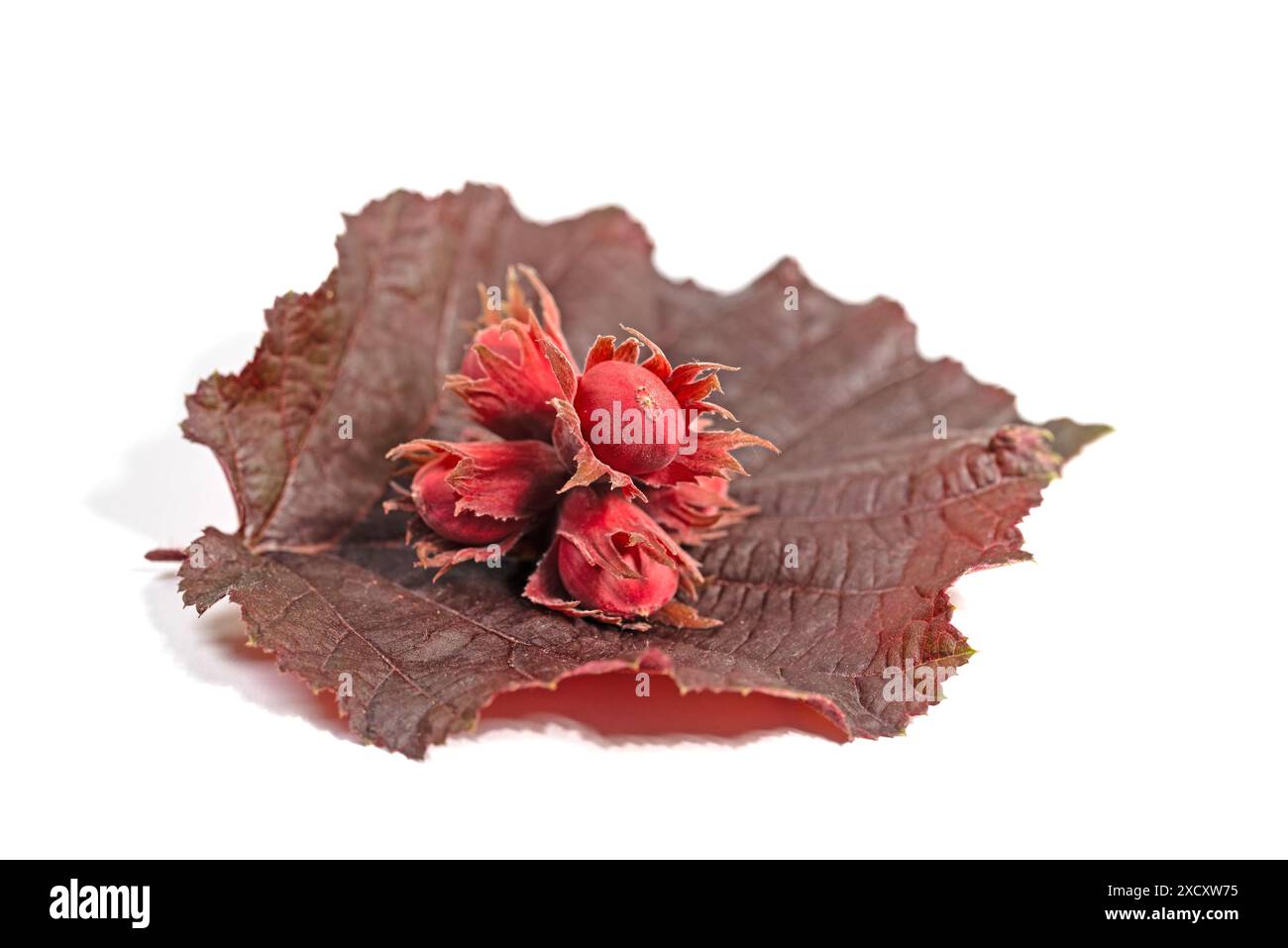 Fruits of the Lambert hazel, Corylus maxima, against a white background ...