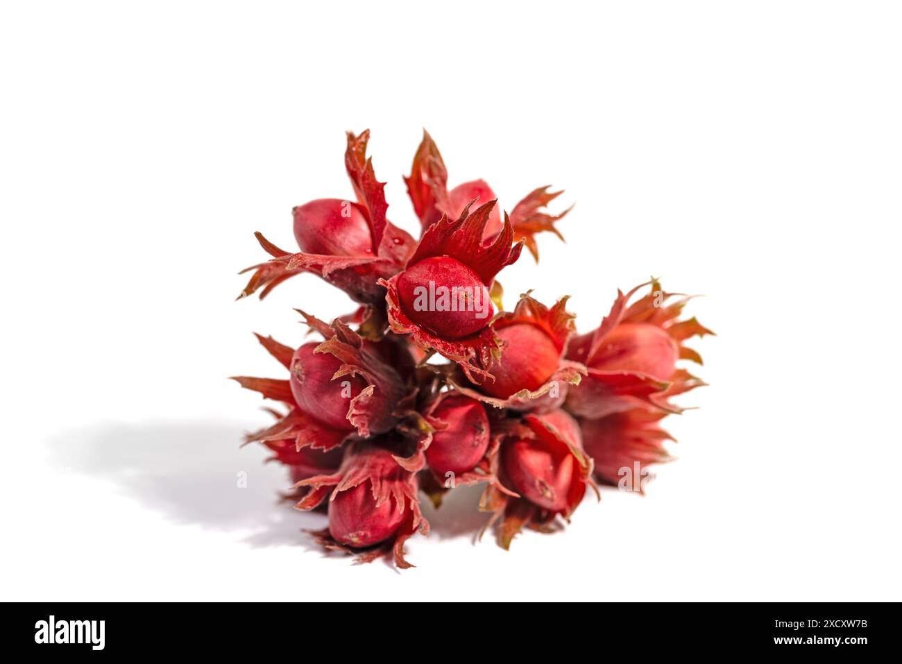 Fruits of the Lambert hazel, Corylus maxima, against a white background ...