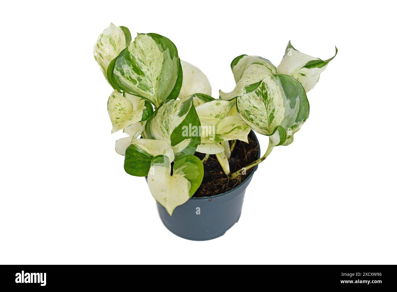 Exotic 'Epipremnum Aureum Manjula' pothos houseplant in flower pot on ...