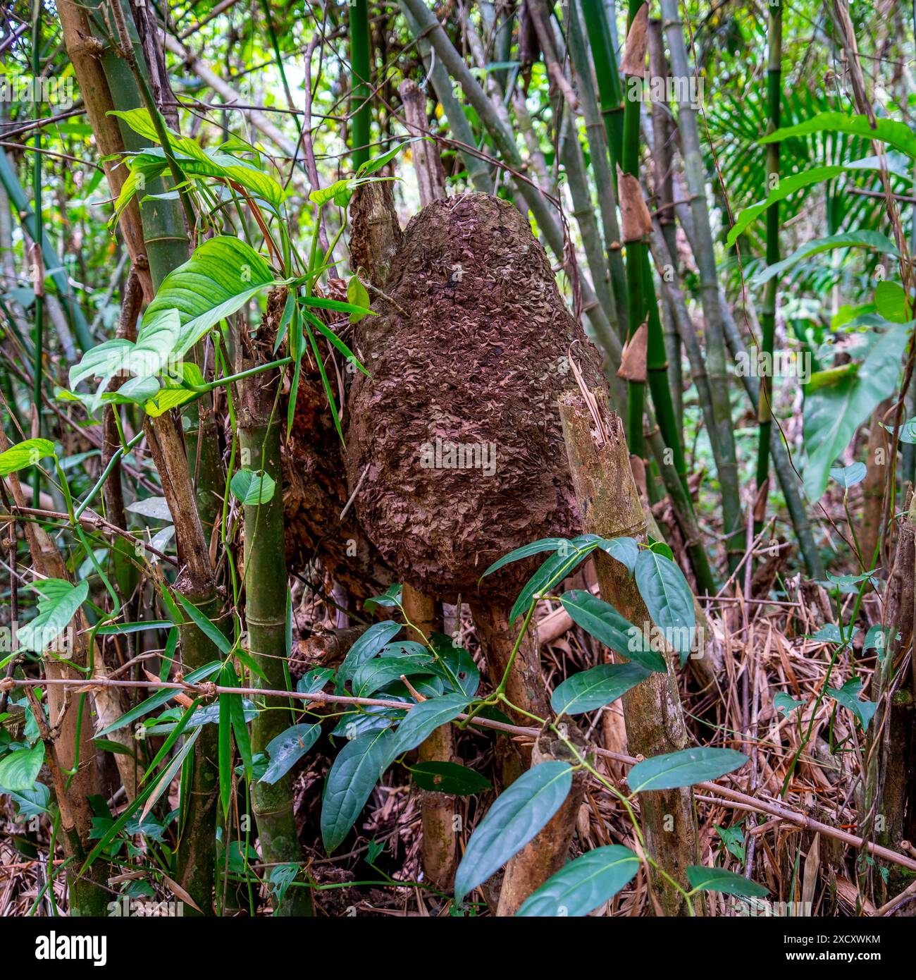 Tree termite nest hi-res stock photography and images - Alamy