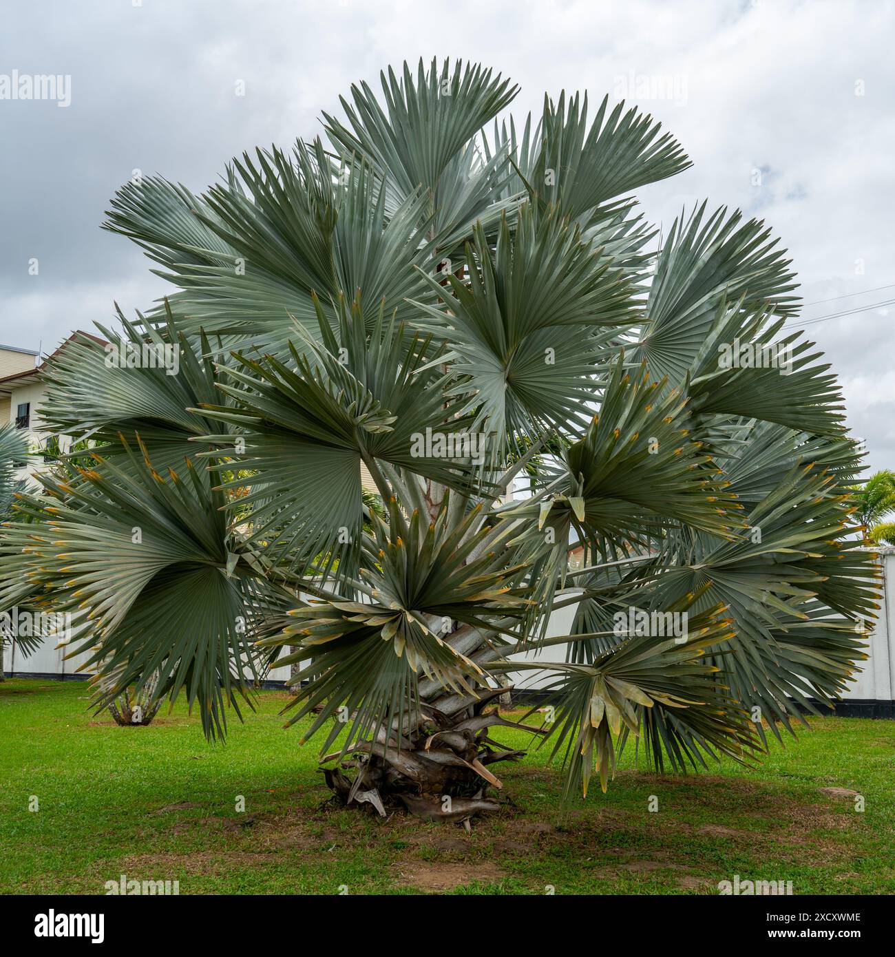 Suriname natural beauty hi-res stock photography and images - Alamy