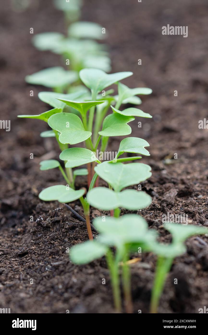 Radish seedlings hi-res stock photography and images - Alamy