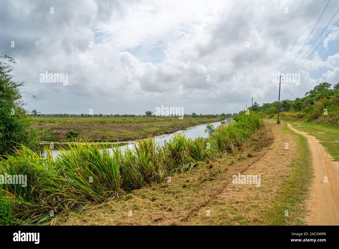 Landscape in a former plantation in Suriname Stock Photo - Alamy