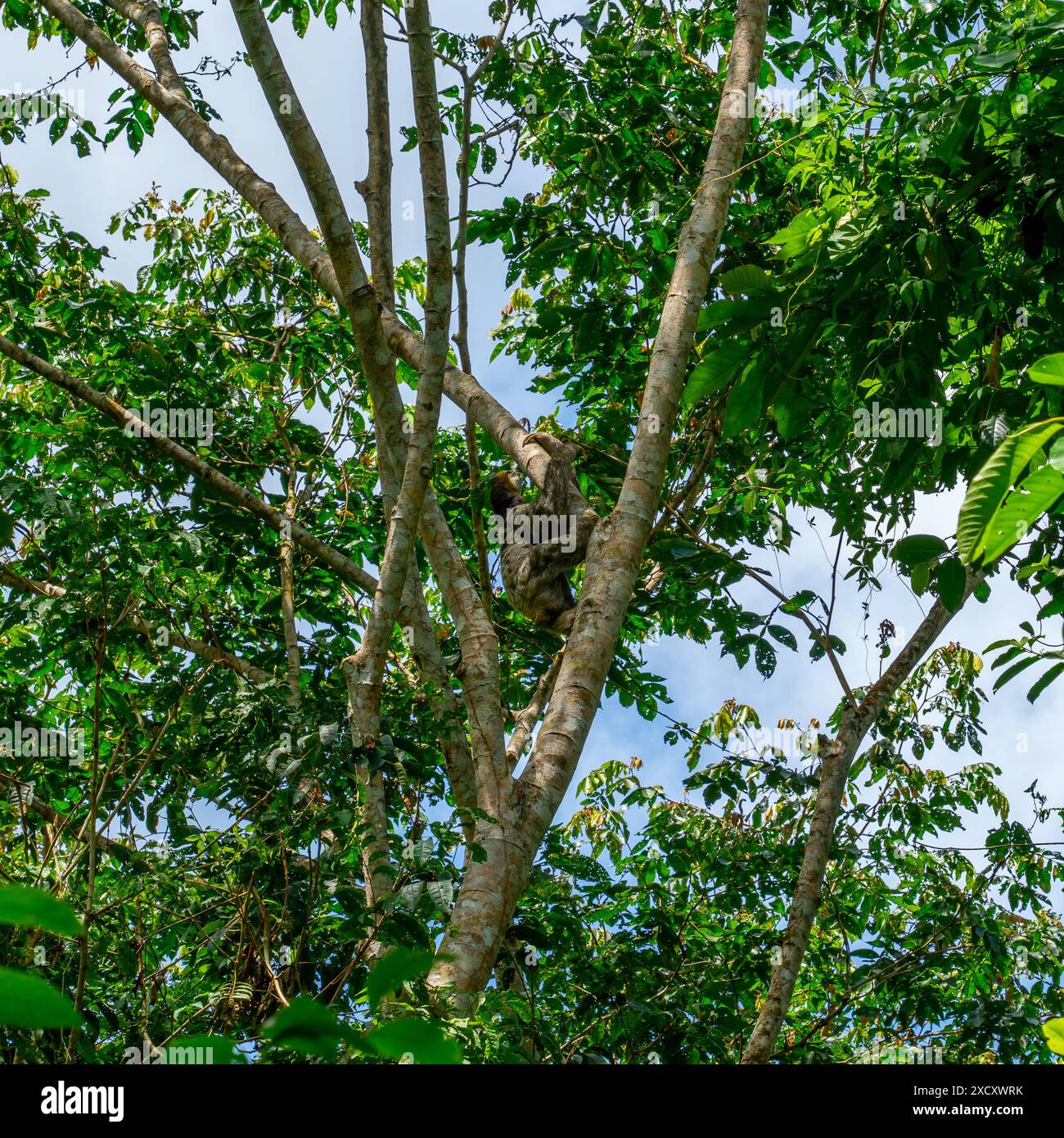 Bradypus variegatus climbing hi-res stock photography and images - Alamy