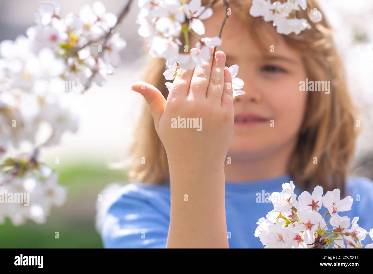 Kid playing under blooming cherry tree. Child in spring garden. Kid boy ...