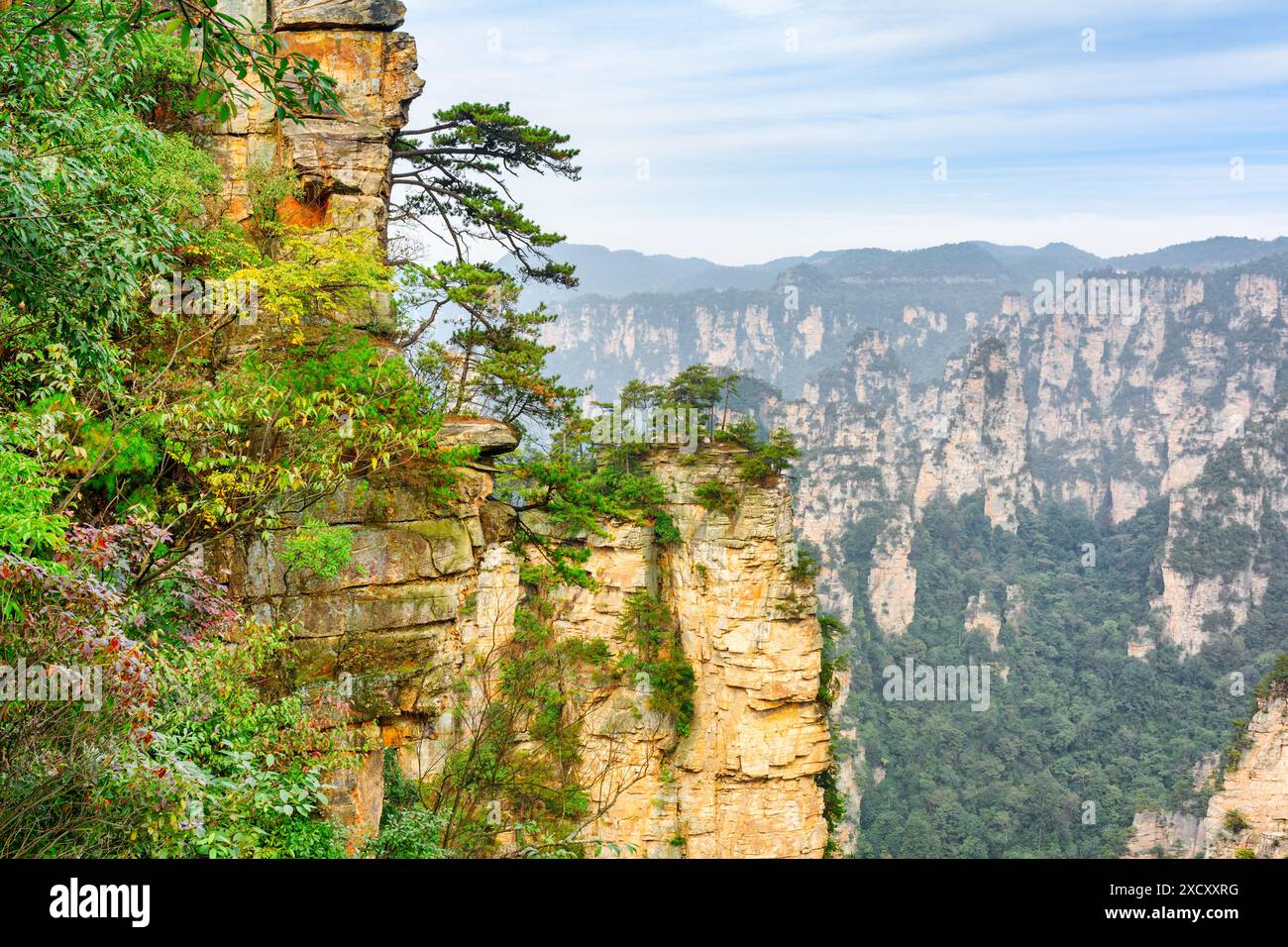 Awesome view of green trees growing on top of rock in the Tianzi ...