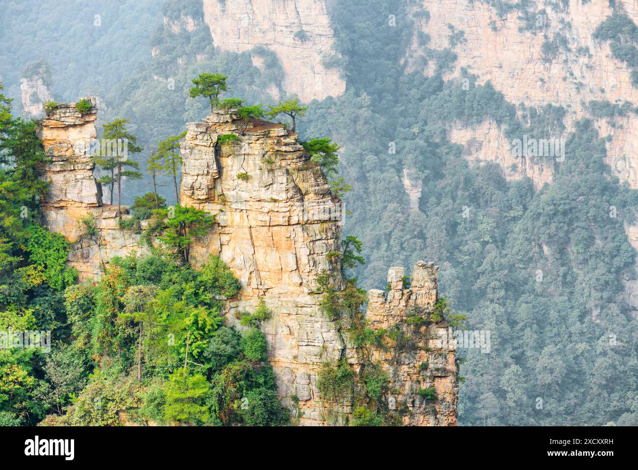 Awesome view of green trees growing on top of rock in the Tianzi ...
