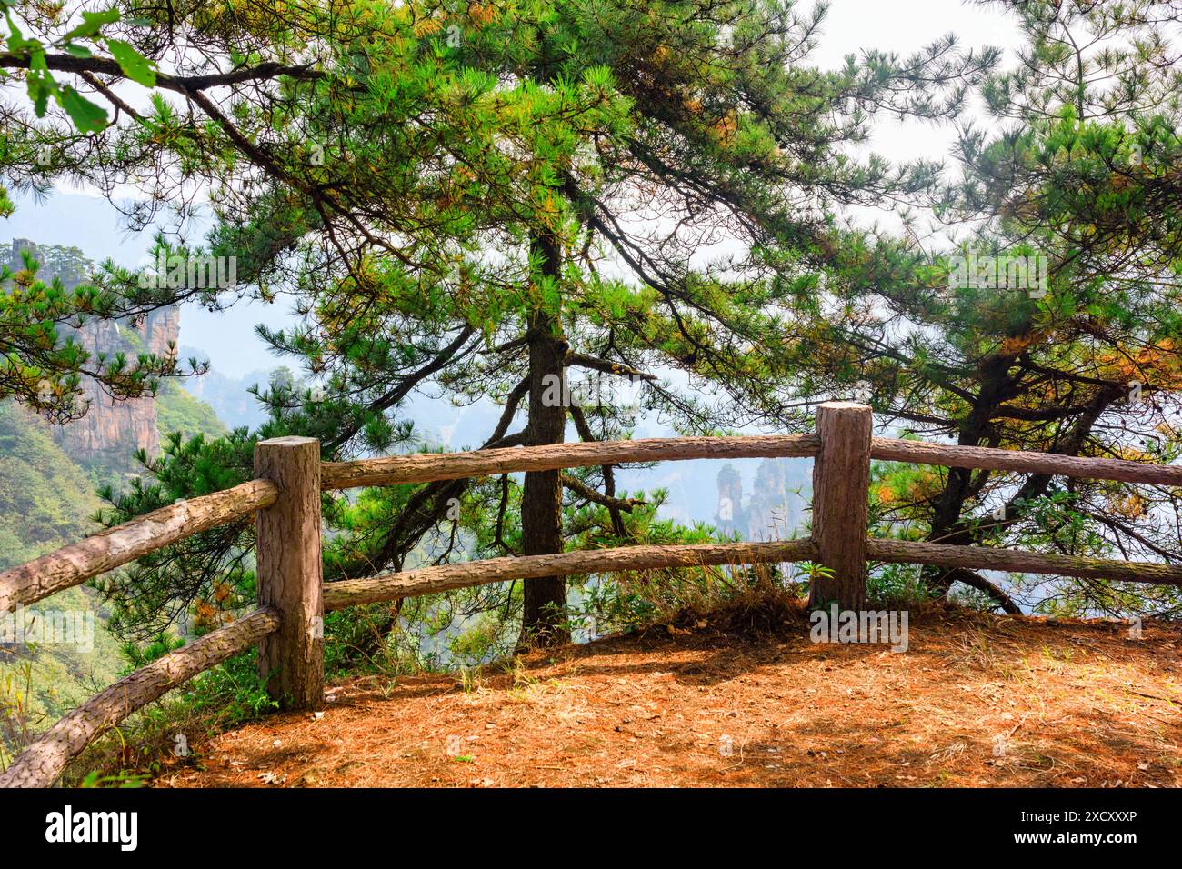 Scenic terrace among evergreen trees in the Tianzi Mountains (Avatar ...